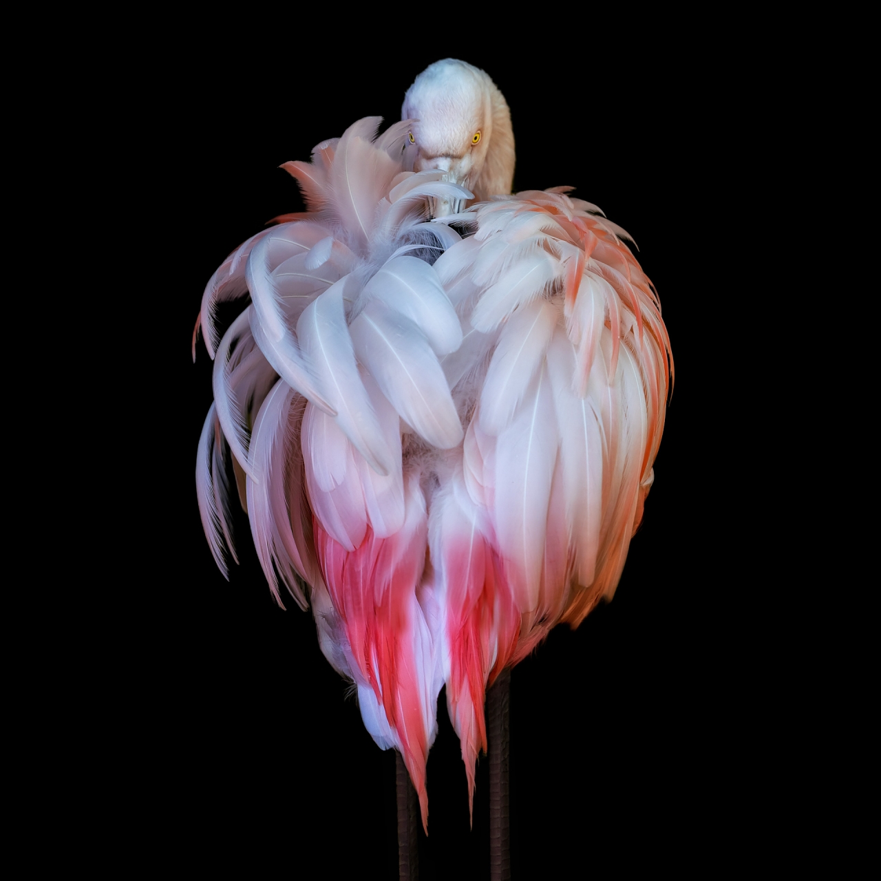 Pedro Jarque Krebs - Animal photographer | Photographer, with a ...